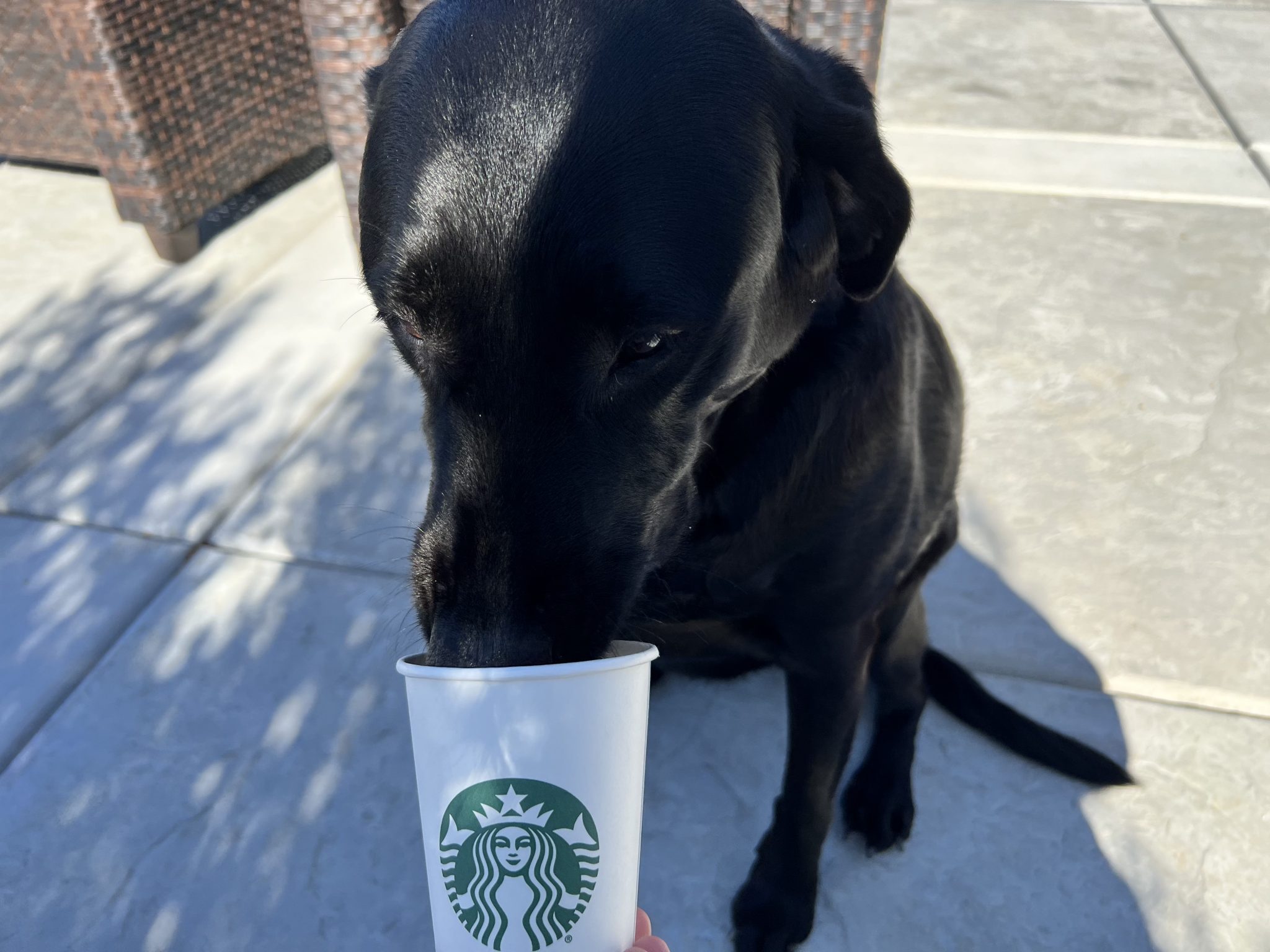 The Pup Cup: A Starbucks Secret Menu Item for Dogs (AKA Puppuccino ...