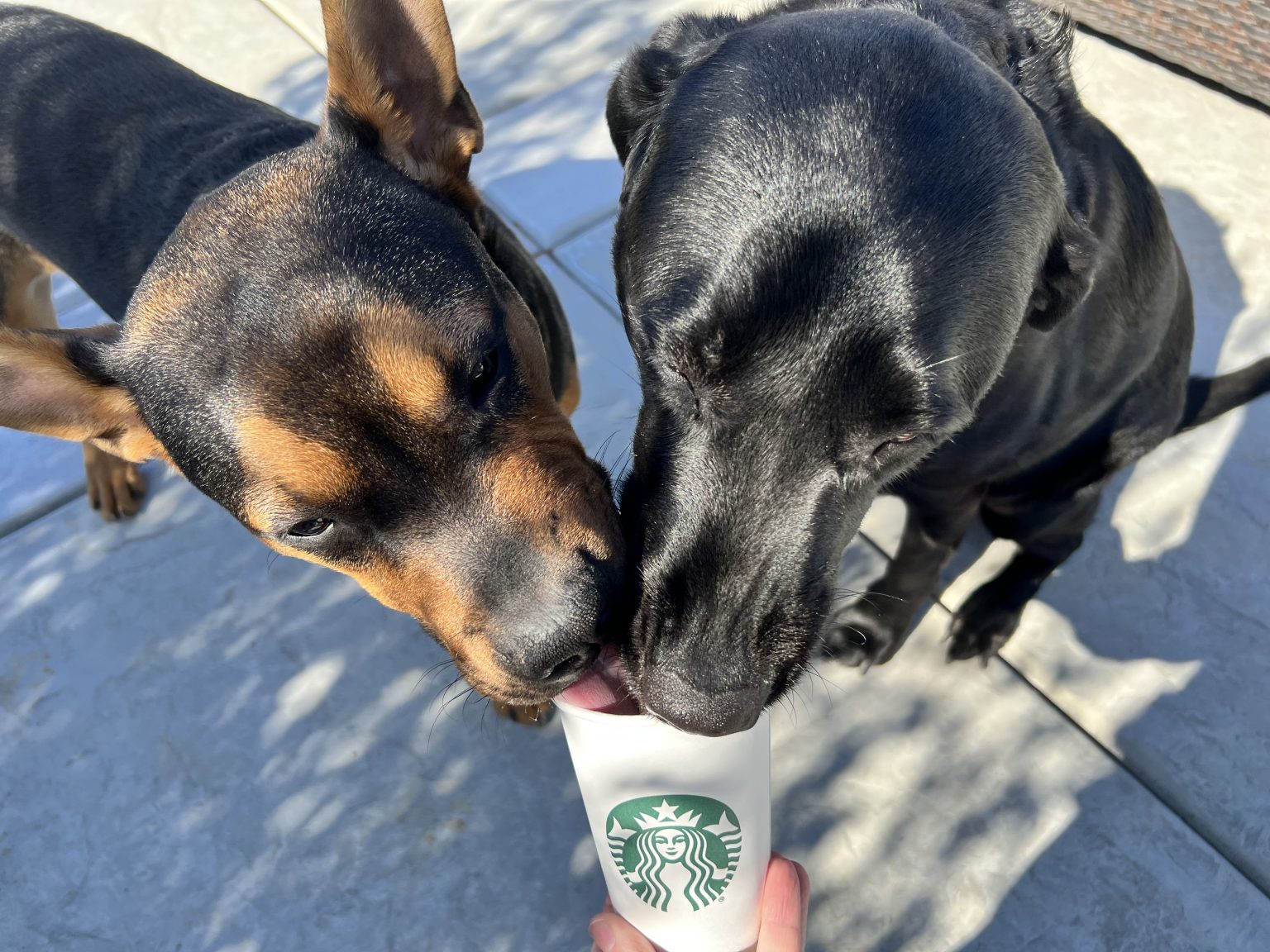 The Pup Cup: A Starbucks Secret Menu Item for Dogs (AKA Puppuccino ...